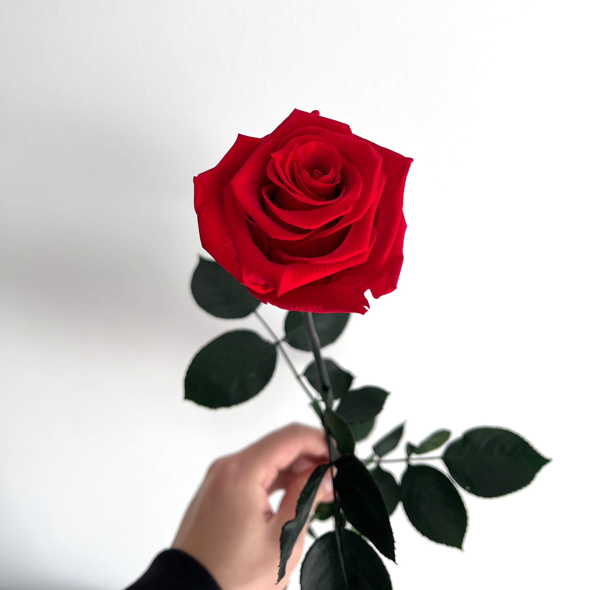 Long Stemmed Roses Box Everlasting Roses